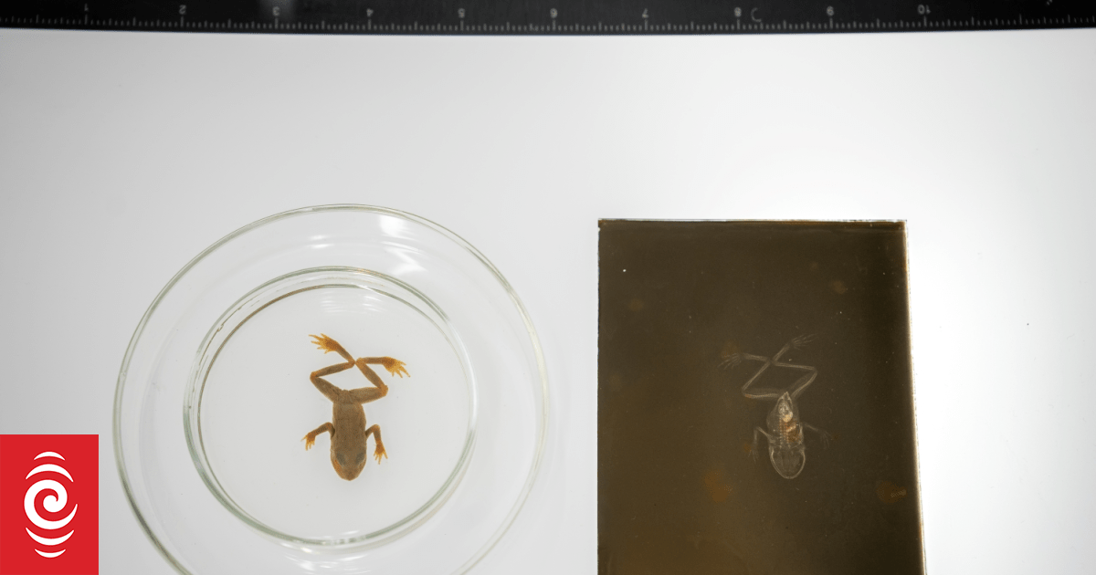 Is this New Zealand's oldest X-ray? | RNZ News