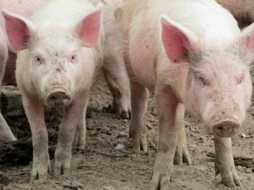 Samoa bans pork imports | RNZ News