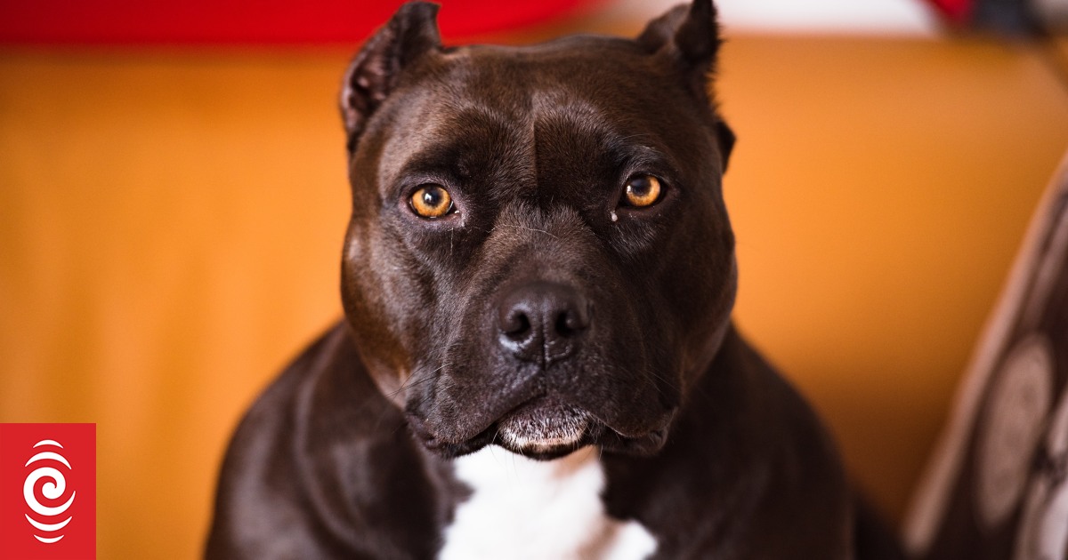 Council's 'discount' on dog fees hides price hike | RNZ News