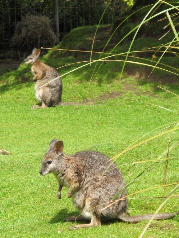 Hop to it with wallaby sightings - council | RNZ News