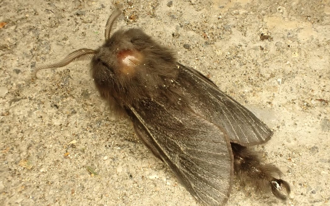 Critter of the Week: The Common Bag Moth | RNZ