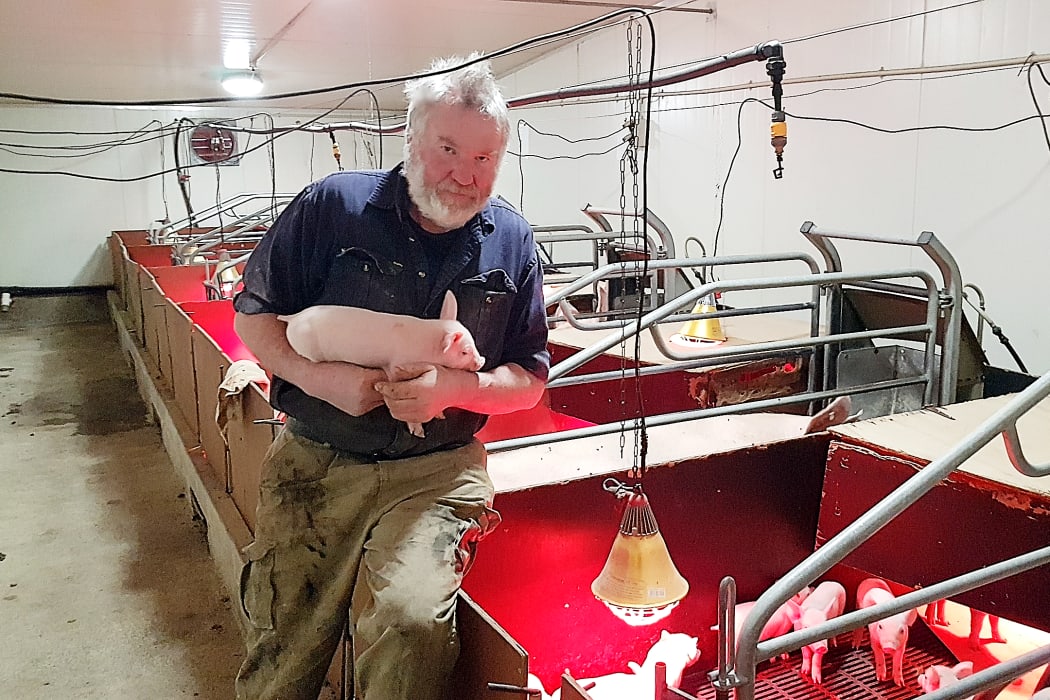 A Piggery on the Peninsula | RNZ