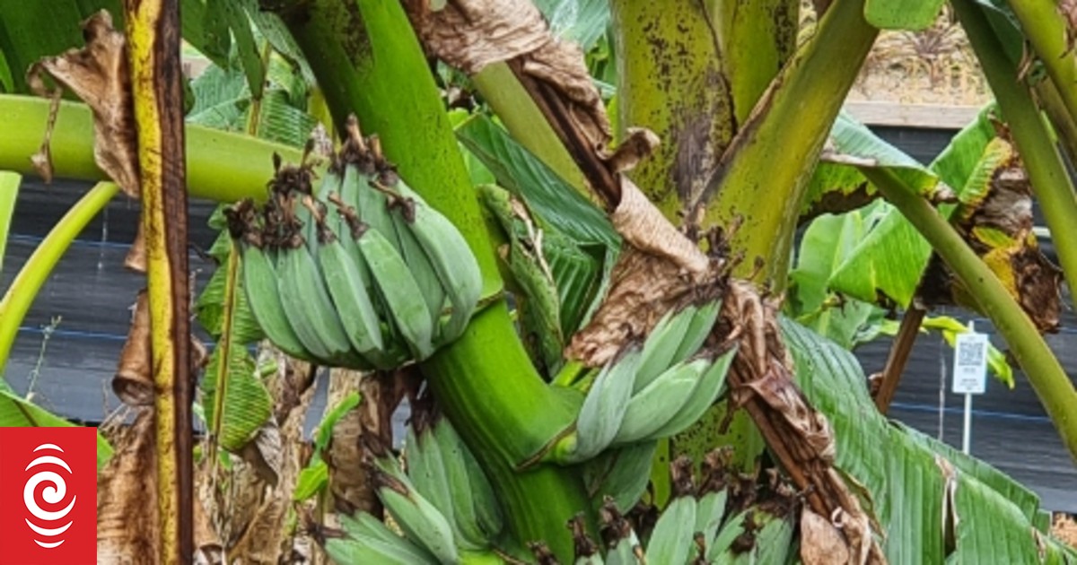 Fruit and Vege Report with Glenn Forsyth | RNZ