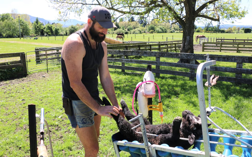 A year on the farm: Tailing the spring lambs | RNZ
