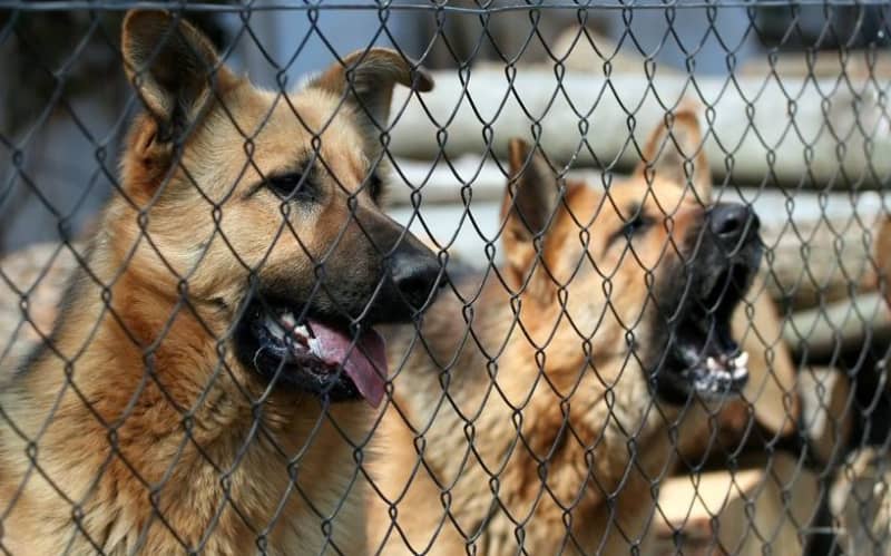 Courier driver recovering after dog attack | RNZ