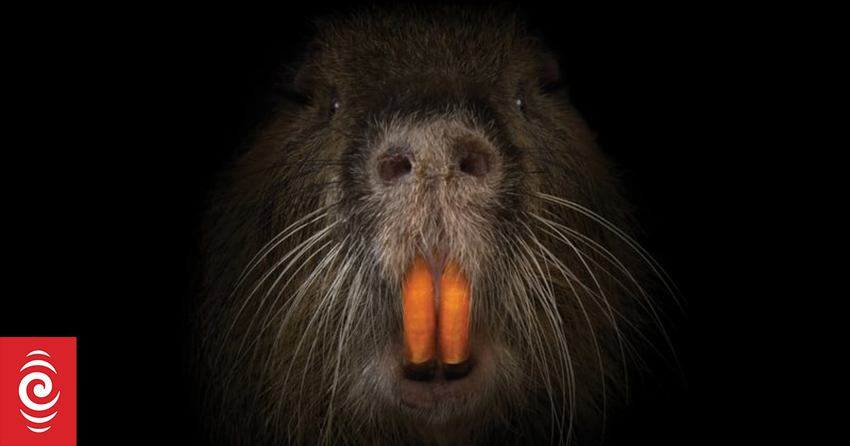 Documenting the invasion of swamp rats in Louisiana | RNZ