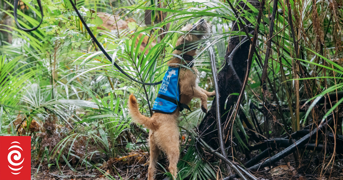 Pest detection dogs headed for conservation camp | RNZ