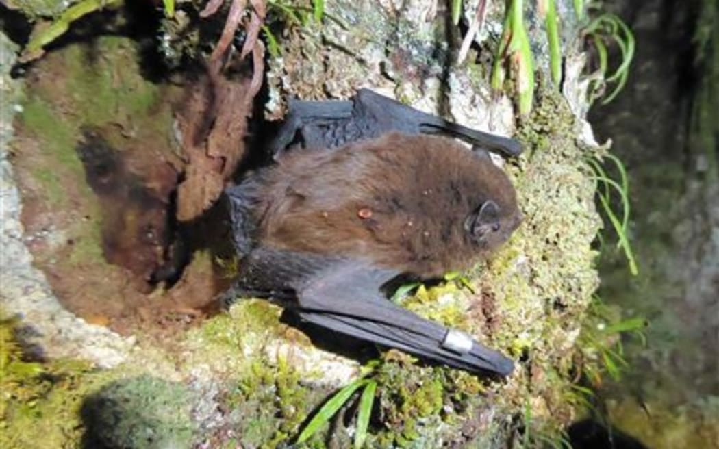 Strange chain of events leads to important ecological discovery of ...