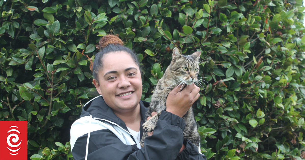 Joy as missing, high-fiving cat found after 4-year search | RNZ News