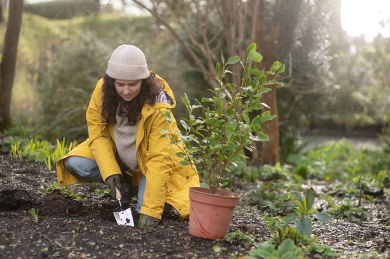 Size, spacing and healthy roots: tips for planting out in the garden | RNZ