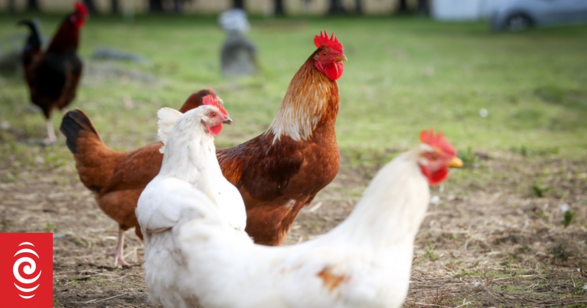 Expired chicken taken off Tonga's shelves | RNZ News