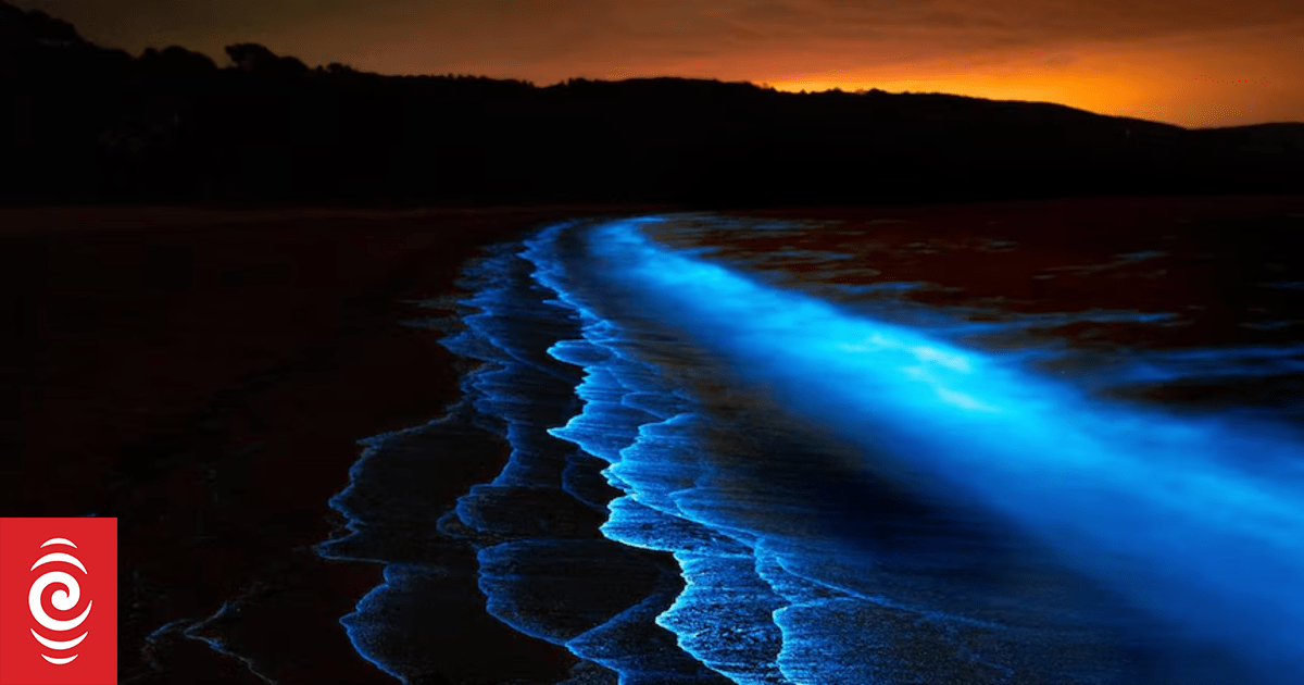 Tasmania's southeast coast 'glows' with bioluminescent algae, pointing ...