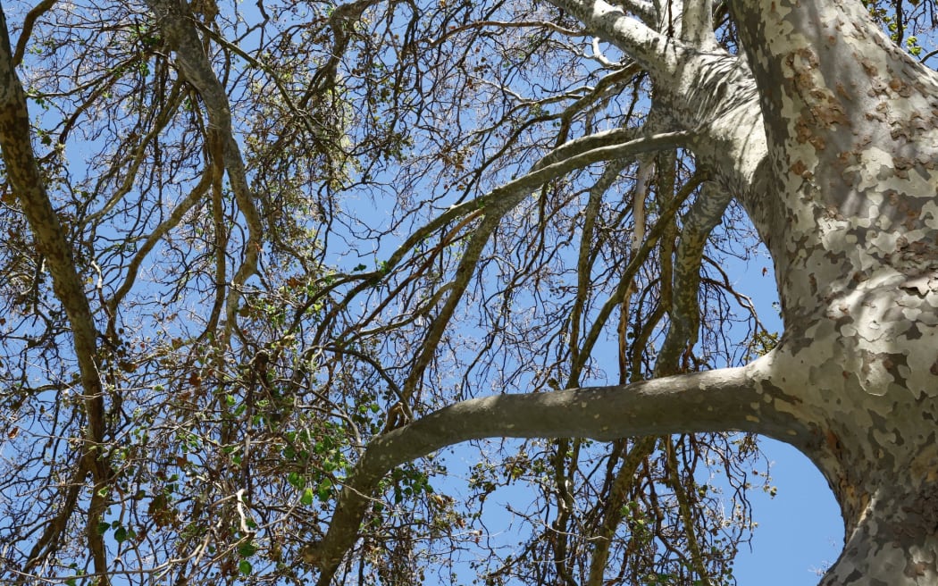 Trees 'poisoned' at home of cricket in Marlborough | RNZ News