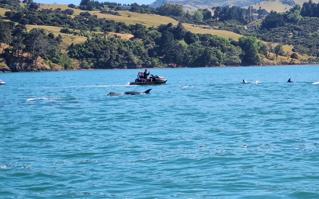 Viewers delighted by huge pod of bottlenose dolphins in Akaroa Harbour ...