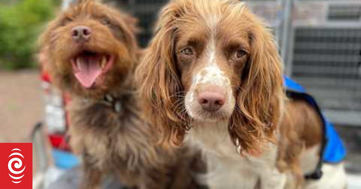 Pre-Panel with Conor English and Sarah Sparks | RNZ