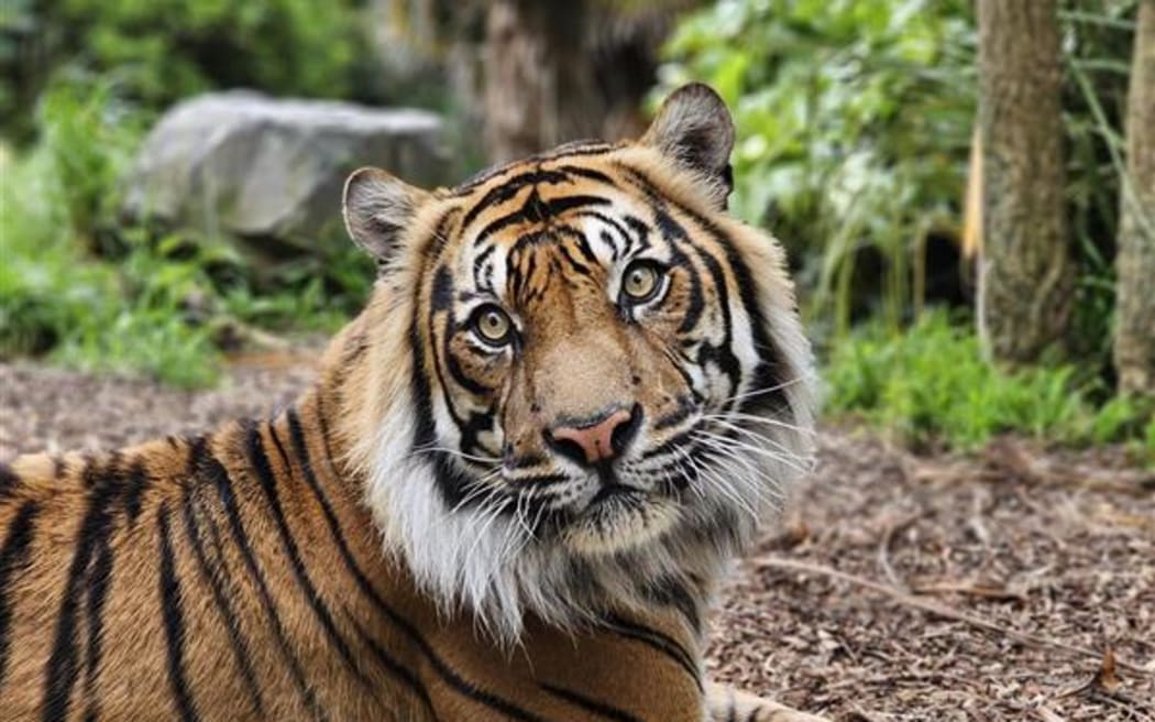 Wellington Zoo's Sumatran tiger Bashii dies | RNZ News