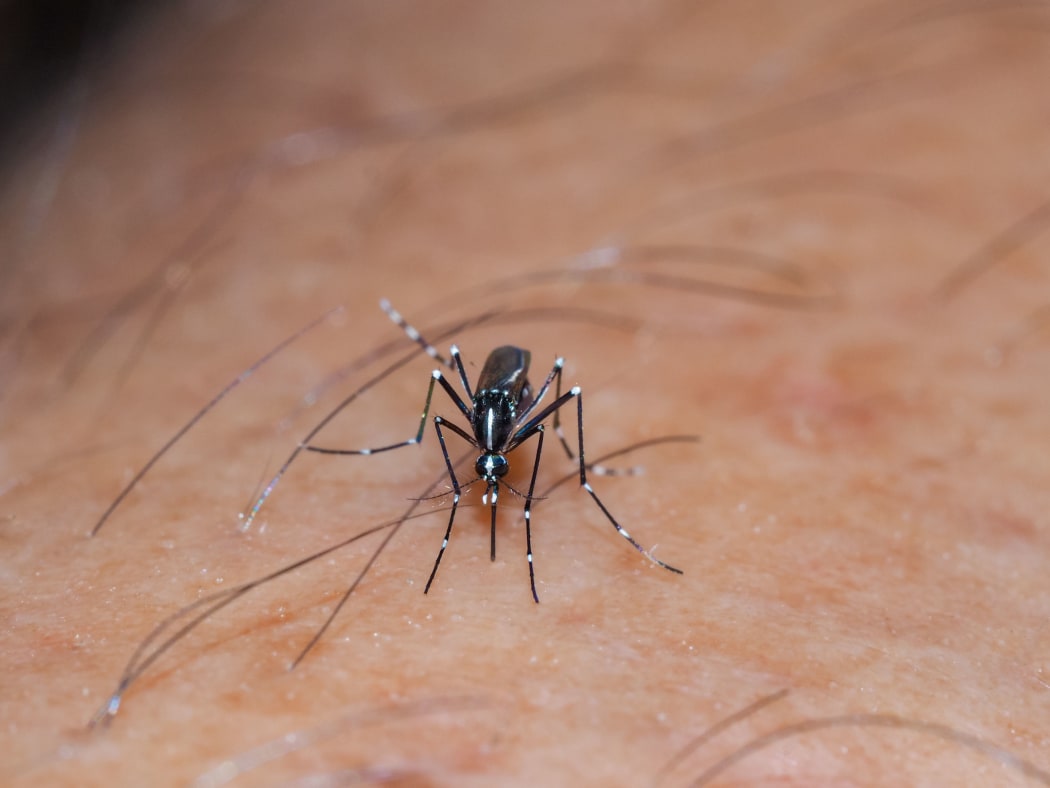 Dengue fever on the rise in American Samoa | RNZ News