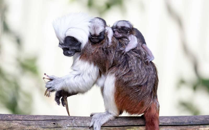 Two endangered monkeys born at Auckland Zoo | RNZ