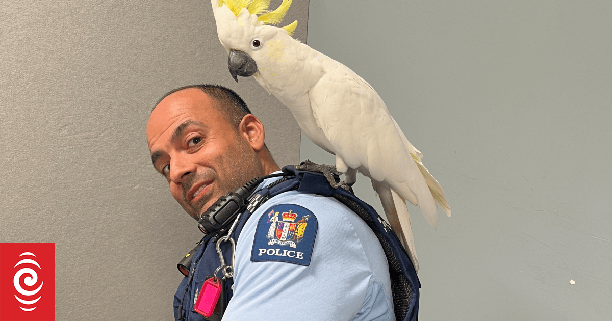 Cockatoo returns home after being stolen from wildlife reserve | RNZ News