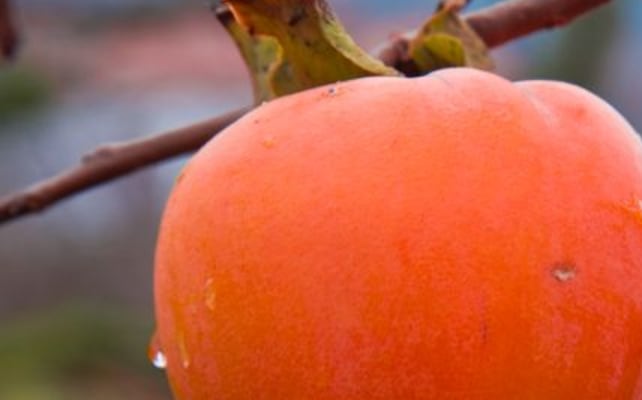 Perfect Persimmons | RNZ News