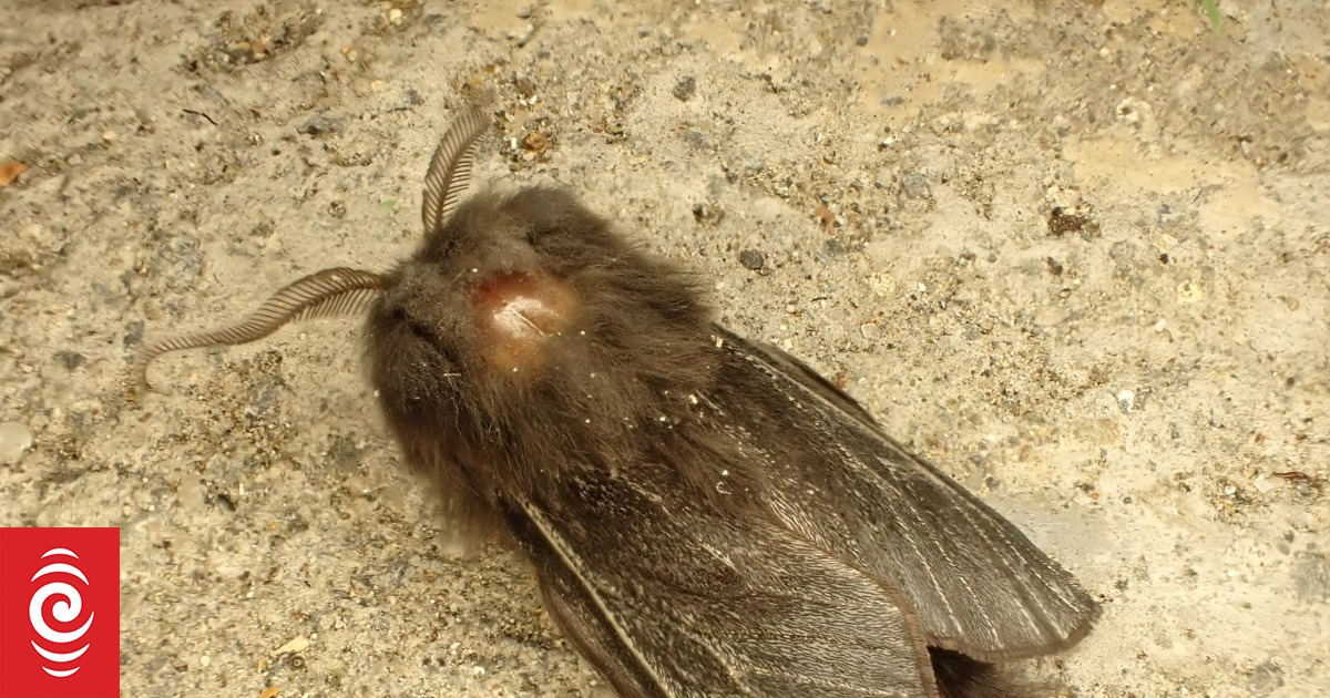 Critter of the Week: The Common Bag Moth | RNZ