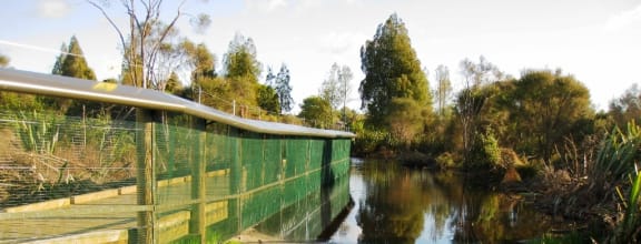 Lake Rotopiko Wetland Reserve | A Gallery from Afternoons | RNZ National