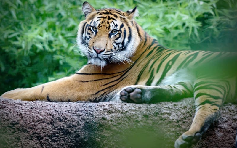 Auckland Zoo announces Sumatran tiger is pregnant | RNZ