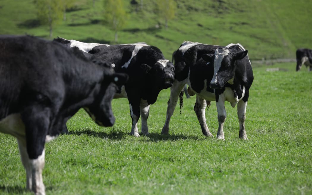 Farmer confidence improving but 'still in the gutter' | RNZ News