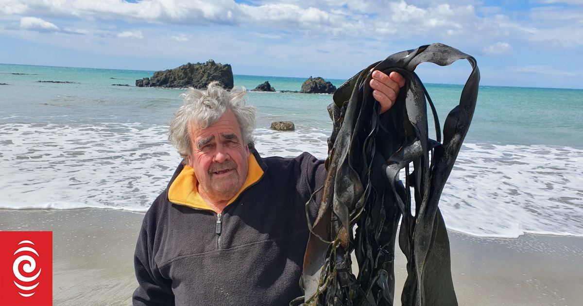 Meet Steve the Seaweed Man | RNZ News