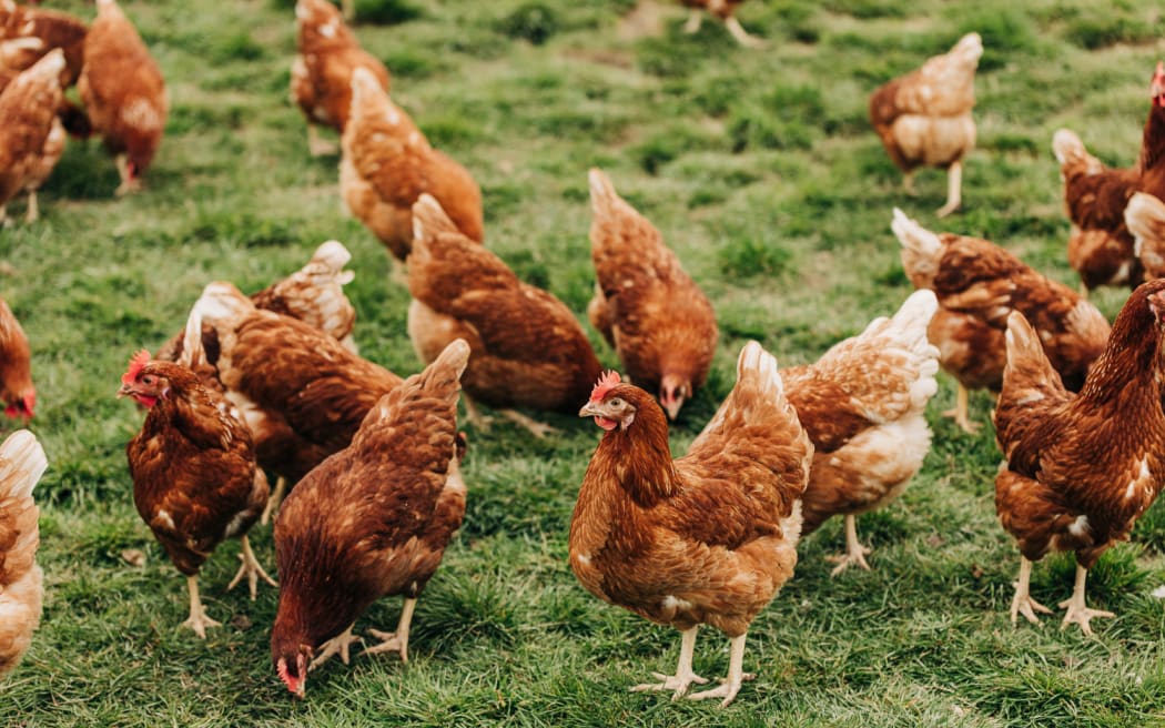Chooks back on the lay as Hillgrove Farm restocks poultry sheds after ...