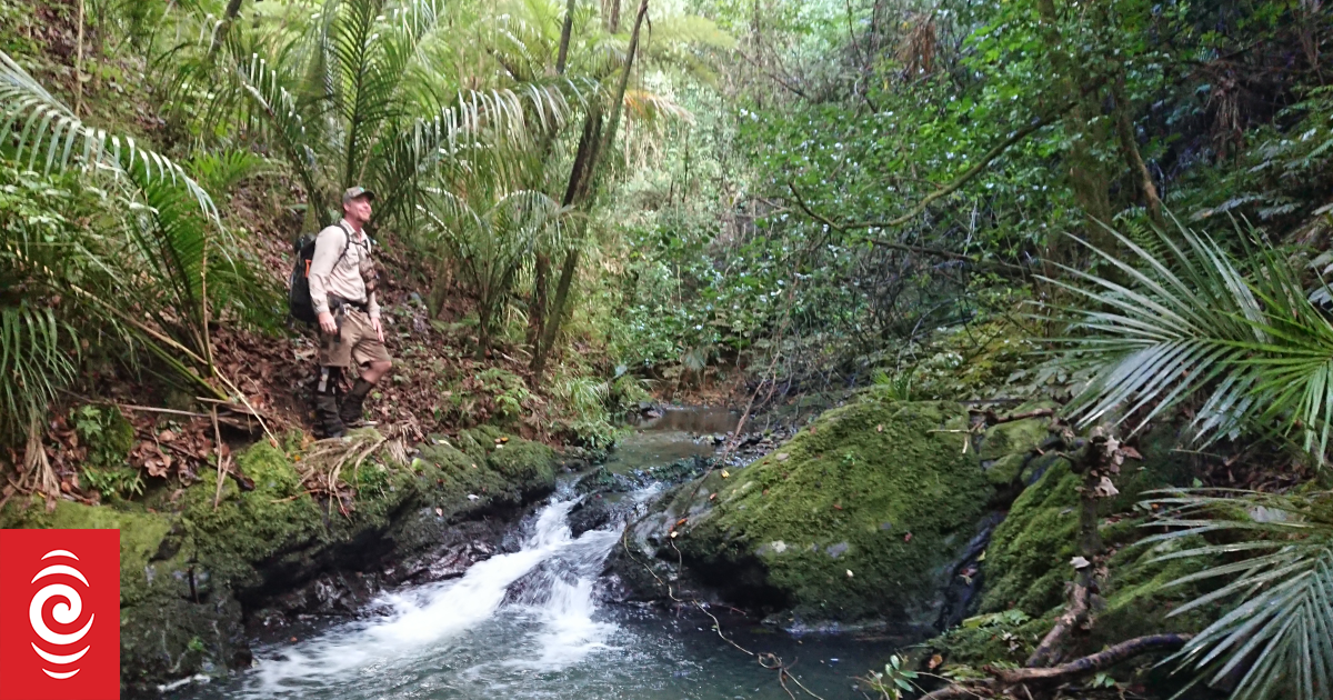 A record-breaking year for pest control in Pukenui Forest | RNZ
