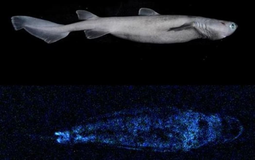 Glow-in-the-dark sharks found in New Zealand waters | RNZ News