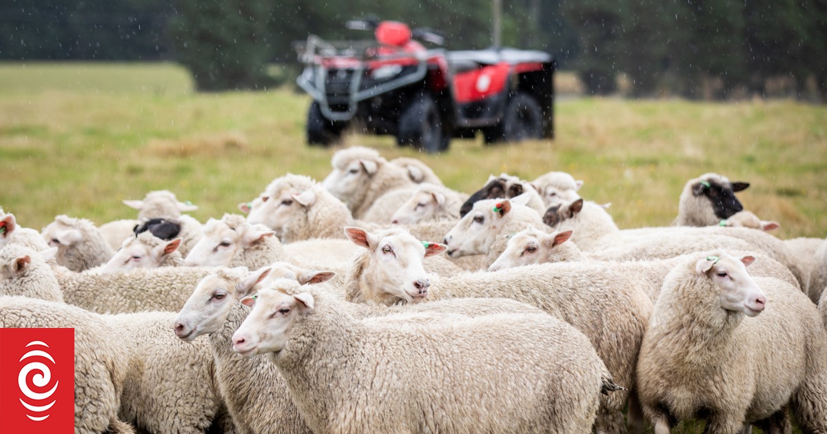 $10.5m 'Sheep of the Future' breeding programme touted as ...