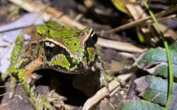 Archey's frog DOC report uses mining company research, says ...