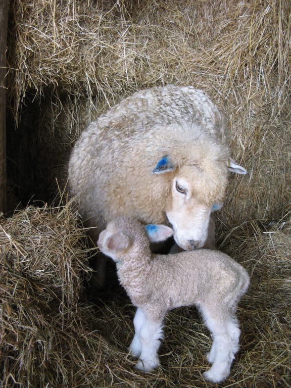 Relda Greenhalgh’s farm | A Gallery from Country Life | RNZ National