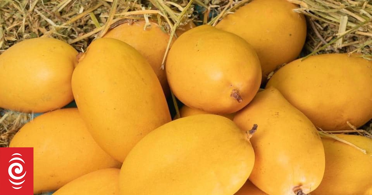 Indian mango imports continue upward trajectory | RNZ News