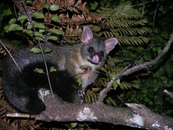 Rabbits and possums: the good, the bad & the ugly | RNZ
