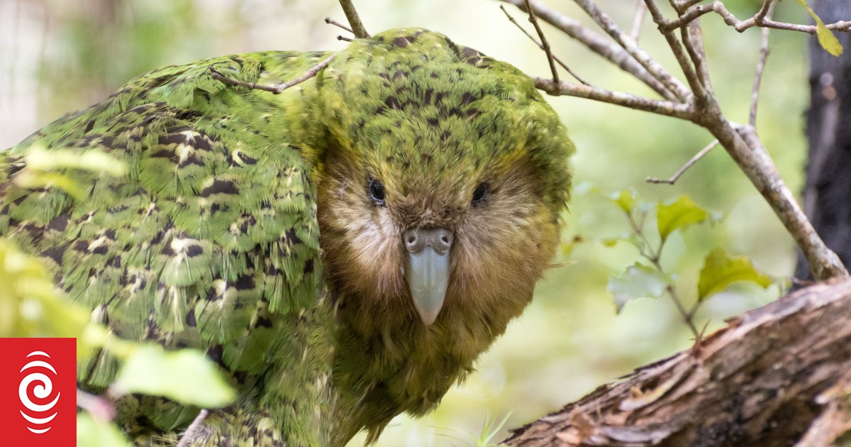 What scientists just discovered about NZ’s critically-endangered kākāpō ...
