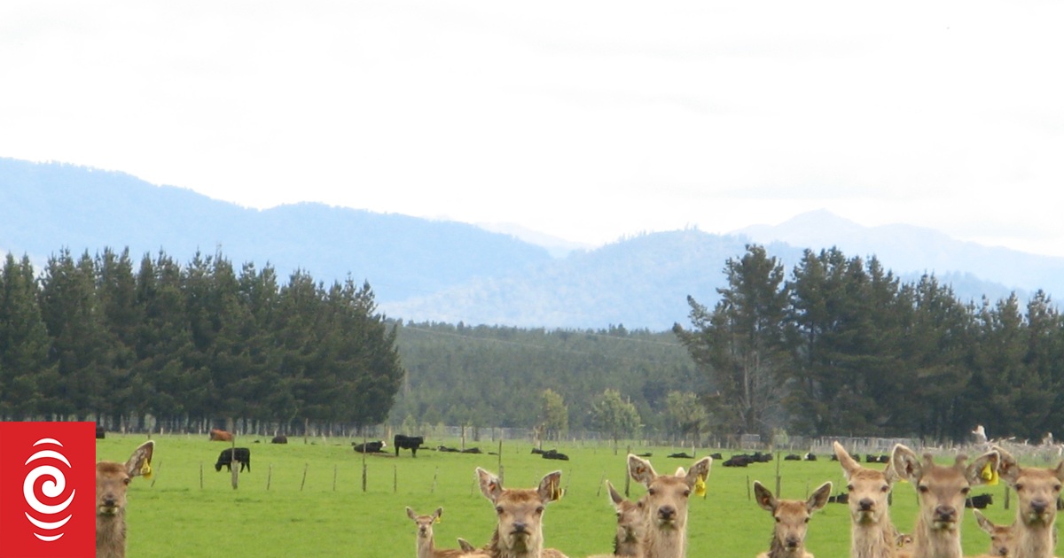 South Korean company to develop NZ deer milk into moisturiser | RNZ News