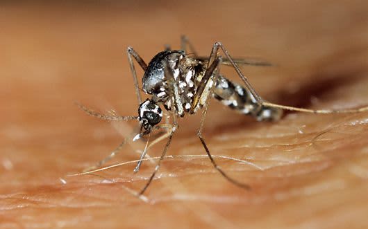 Concerns in Samoa as Pacific's dengue challenge grows | RNZ