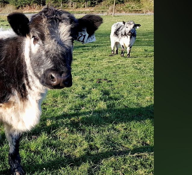 Country Life for Friday 18 September 2020 Country Life | RNZ