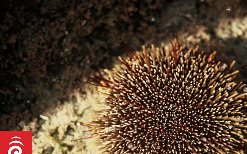 A documentary about the state of kina in our seas | RNZ