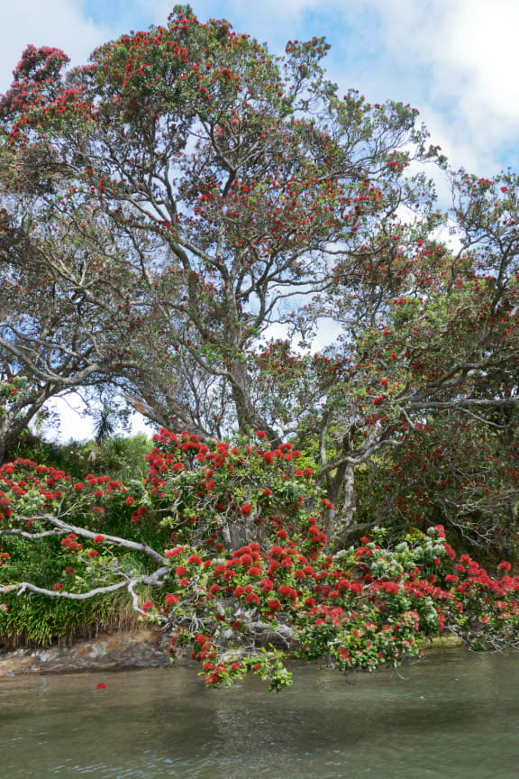 Decades photographing NZ native trees | RNZ