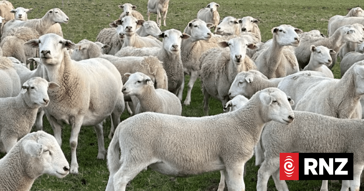 Police investigate reports of hundreds of pregnant sheep stolen from ...