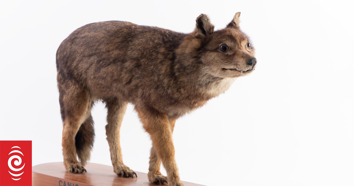 Otago Museum unveils new research on the Falklands wolf | RNZ