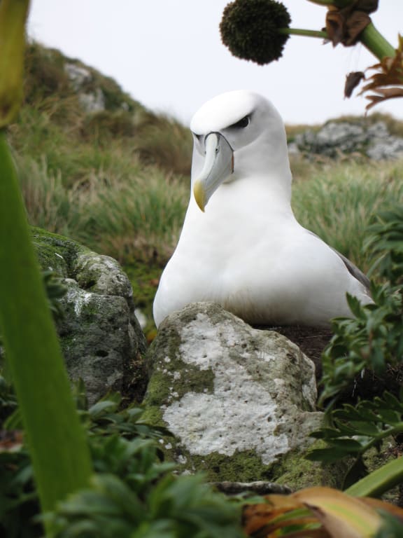 Understanding albatross | RNZ