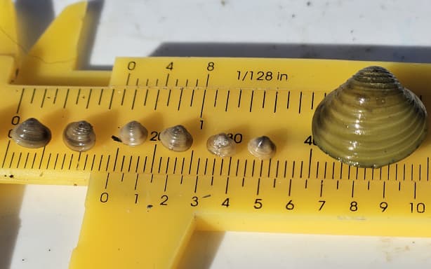 Our Changing World: The gold clam is here, and multiplying | RNZ