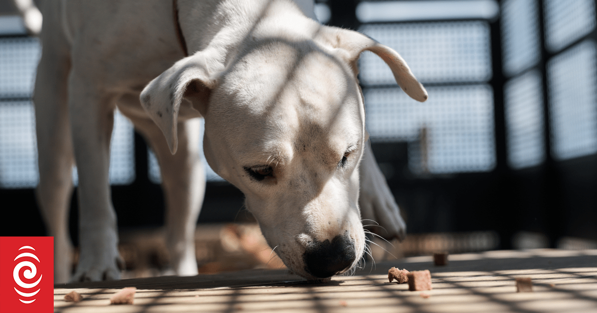 Pet Refuge is here to help | RNZ