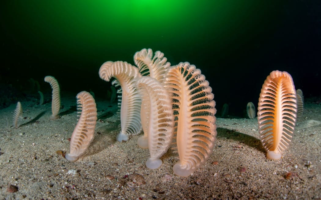 In photos: Jellyfish, lobster larvae and soft coral - images captured ...