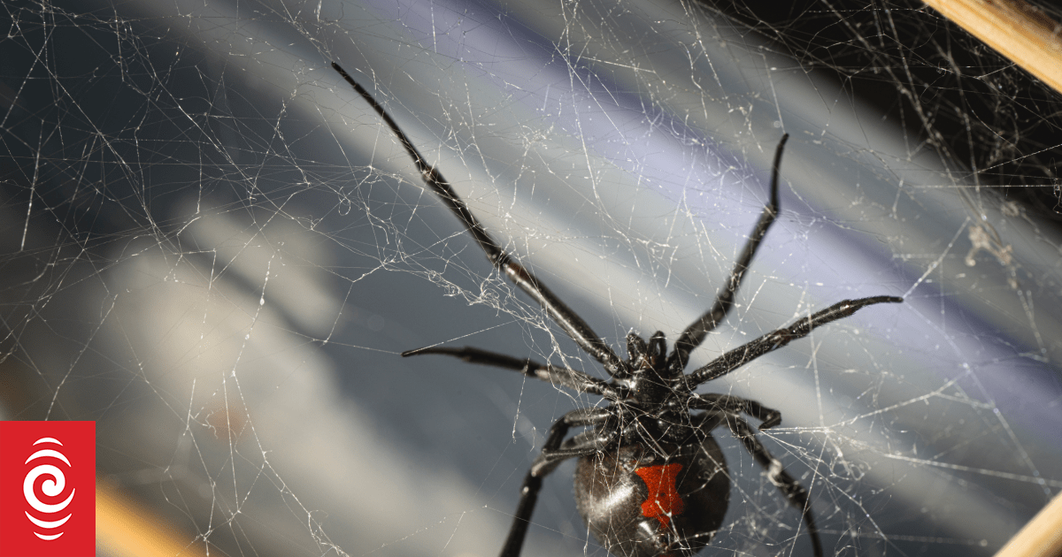 Our Changing World – Redback spider trap | RNZ